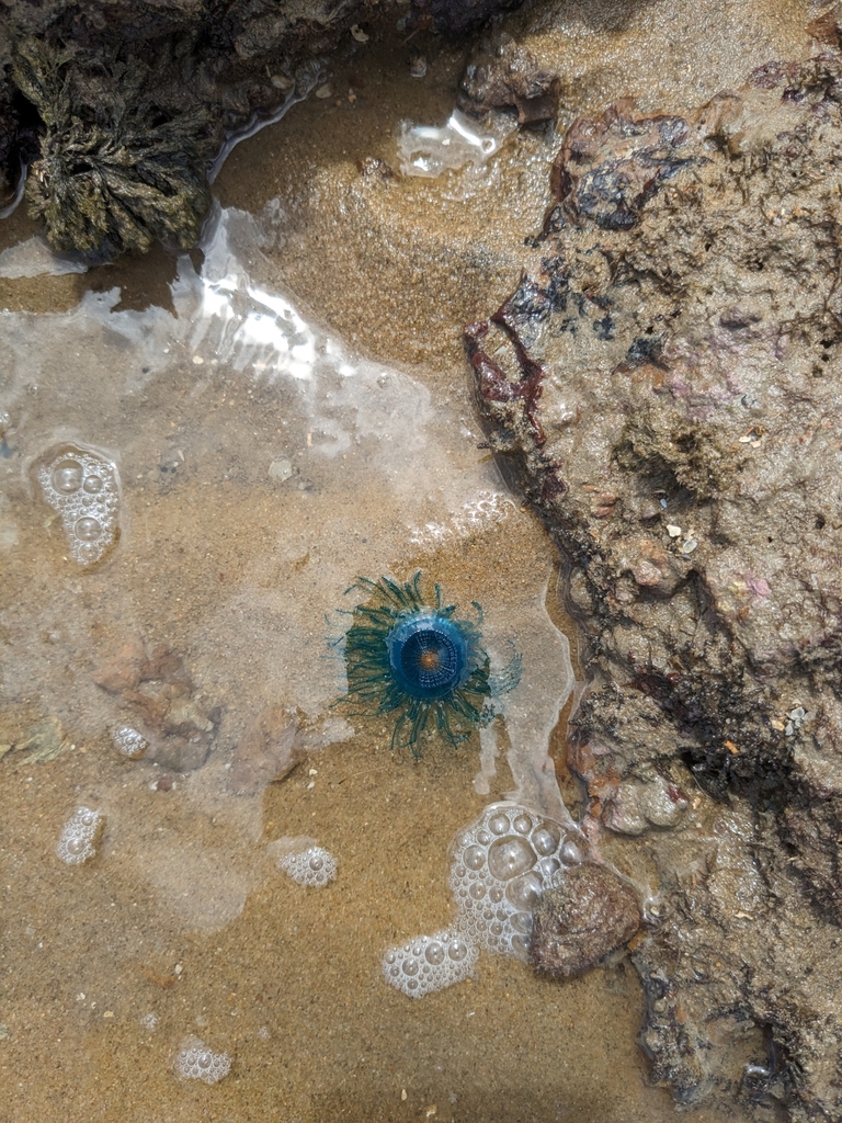 Blue Button from Cassowary Coast, QLD, Australia on September 10, 2023 ...