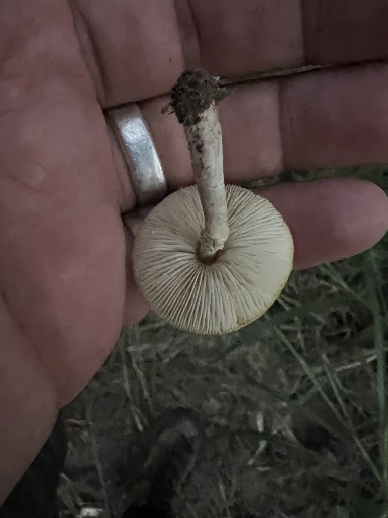 Stinking Dapperling from Blue Heaven Rd, Patagonia, AZ, US on August 28 ...