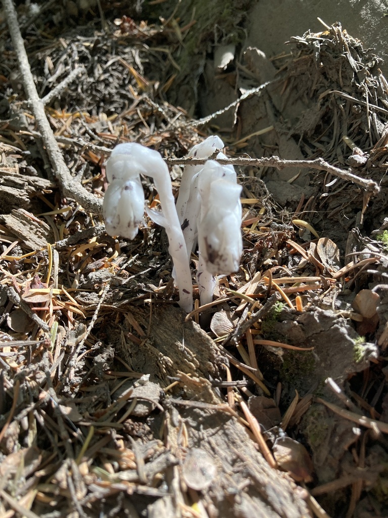 Ghost Pipe from Hood River County, US-OR, US on August 16, 2023 at 12: ...