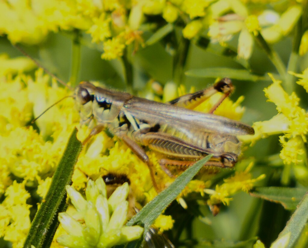 Red-legged Grasshopper from Cleveland Heights, OH, USA on September 11 ...