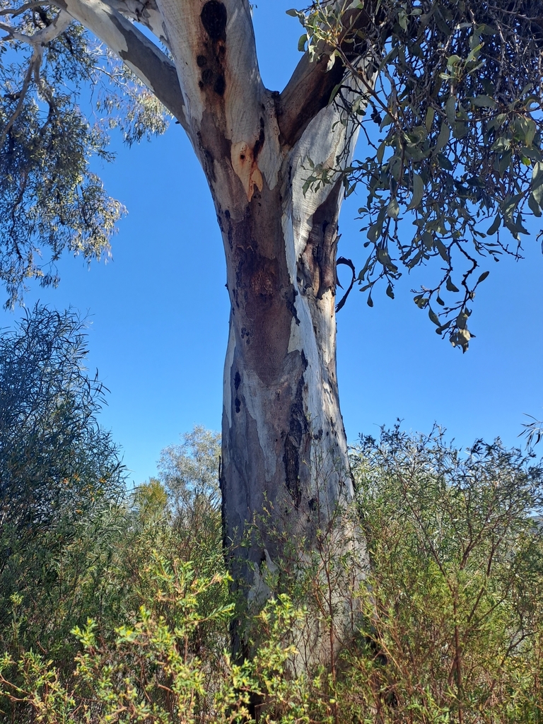 Dwyer's Red Gum from V343+2C, Narrabri NSW 2390, Australia on September ...
