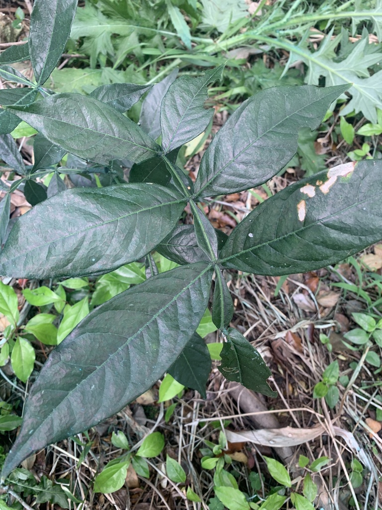 Ice-cream-bean from Main Arm Rd, Main Arm, NSW, AU on September 12 ...