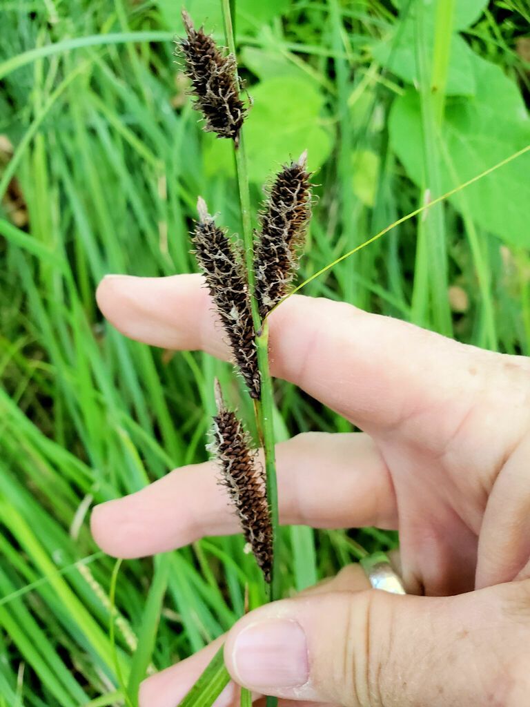 Santa Barbara sedge from Carmichael, CA, USA on September 9, 2023 at 07 ...