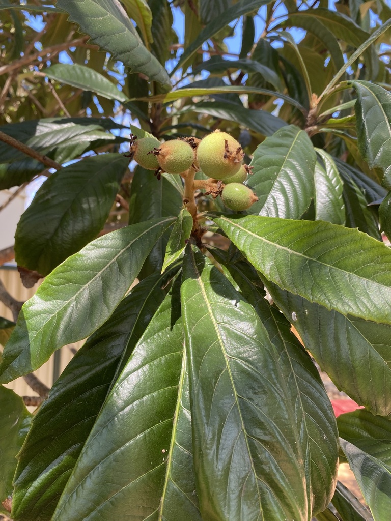 Loquat from South St, Esk, QLD, AU on September 12, 2023 at 11:34 AM by ...