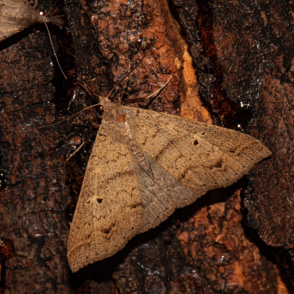 Discolored Renia Moth from Anne Arundel County, MD, USA on September 3 ...