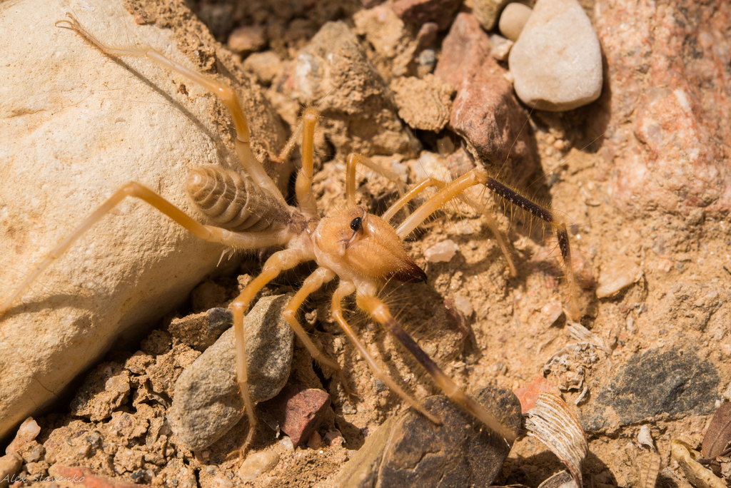 Scorpion-Spiders from Eilat, Israel on March 25, 2015 at 12:44 PM by ...
