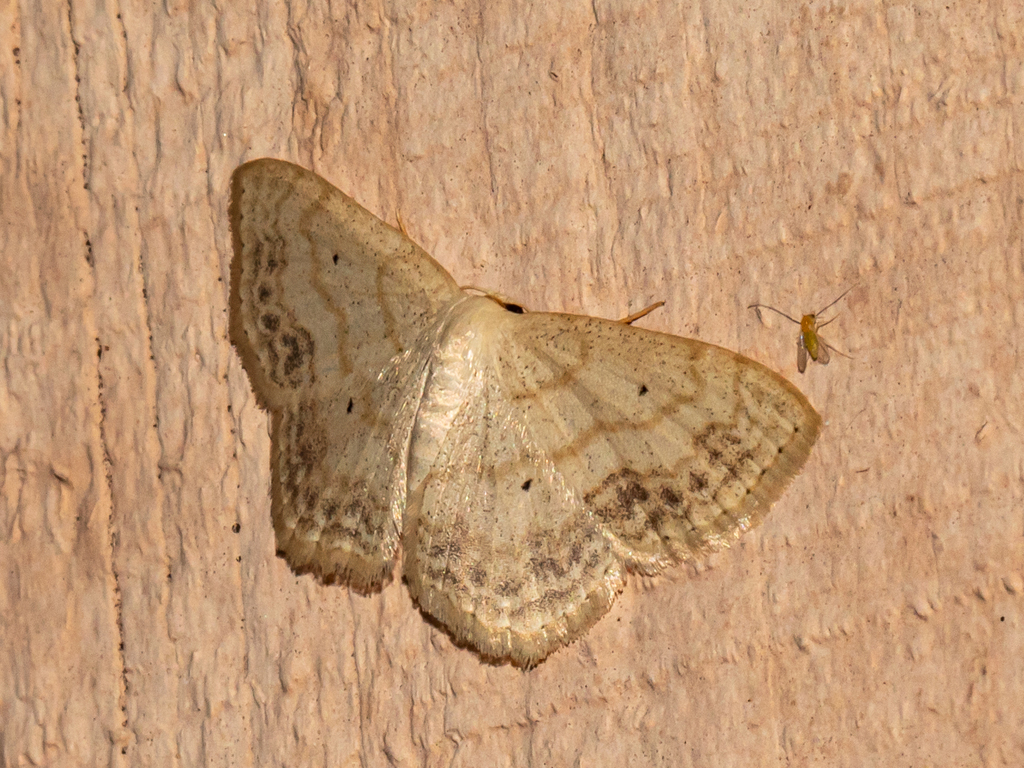 Large Lace-border Moth from Anne Arundel County, MD, USA on September 3 ...