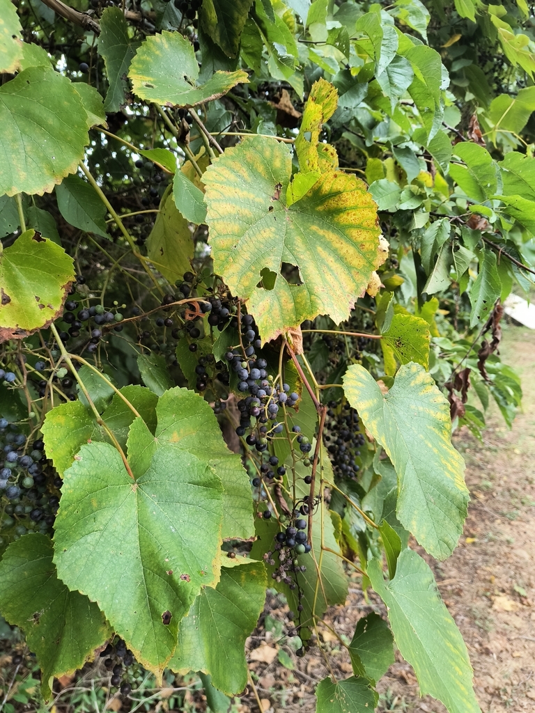 graybark grape from Springdale, AR, USA on September 11, 2023 at 02:34 ...