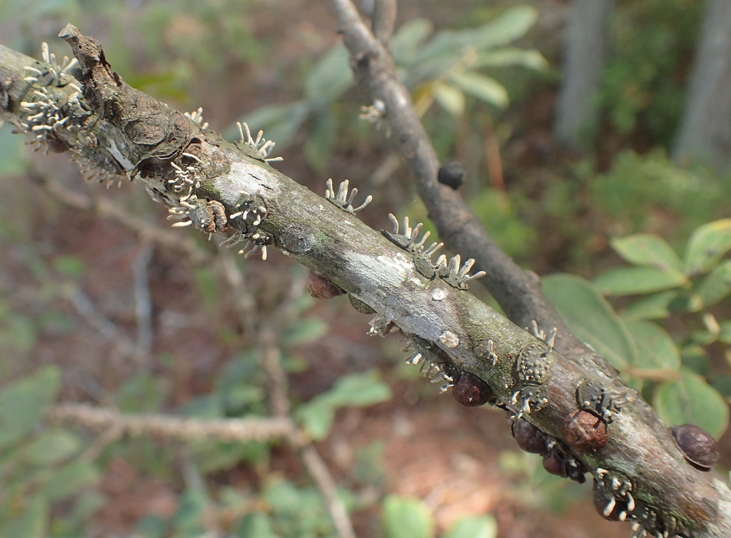 Bug Sputnik from Sussex County, VA, USA on September 11, 2023 at 01:05 ...