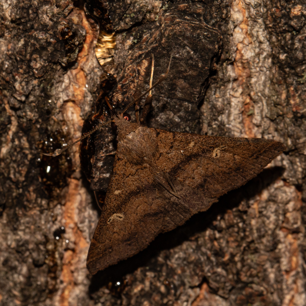 Discolored Renia Moth from Anne Arundel County, MD, USA on September 3 ...