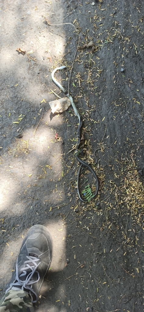 Common Bronzeback Tree Snake from Dumas Beach, Ambawadi, Sultanabad ...