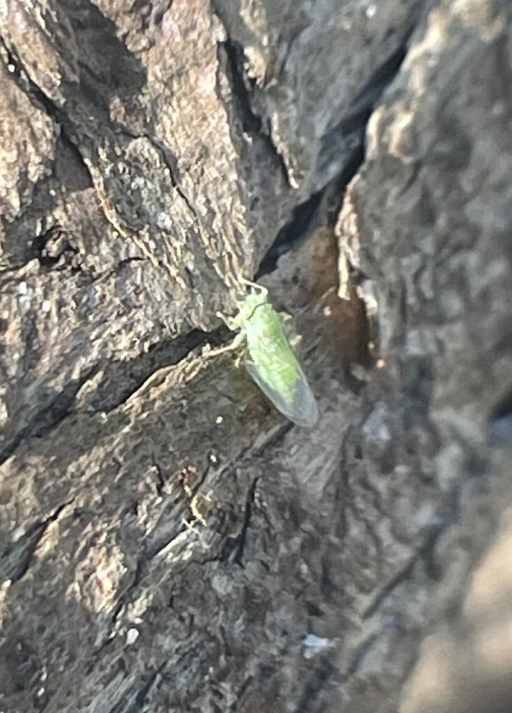 True Hoppers from Jeremy Way, Frankston South, VIC, AU on September 12 ...