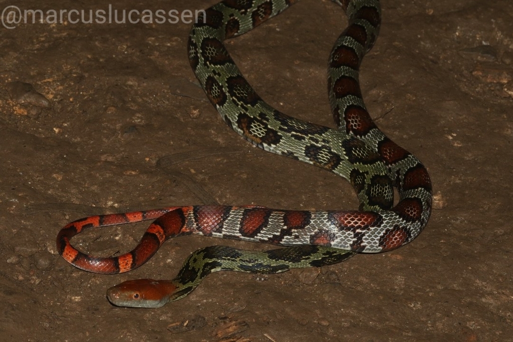 Flower Snake in September 2023 by Marcus Lucassen and Rikke Nielsen ...