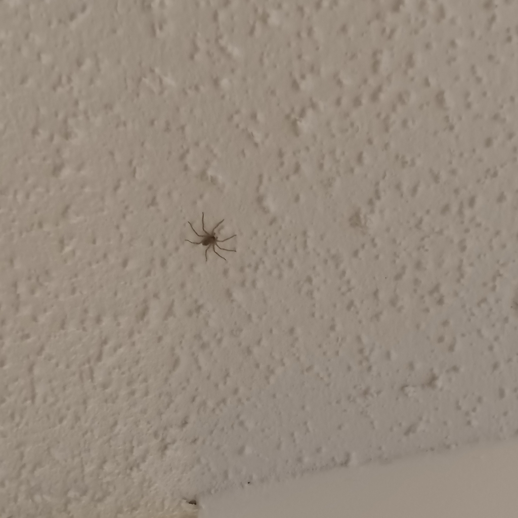 Entelegyne Spiders from Urb Versalles, Bayamón, 00959, Puerto Rico on ...