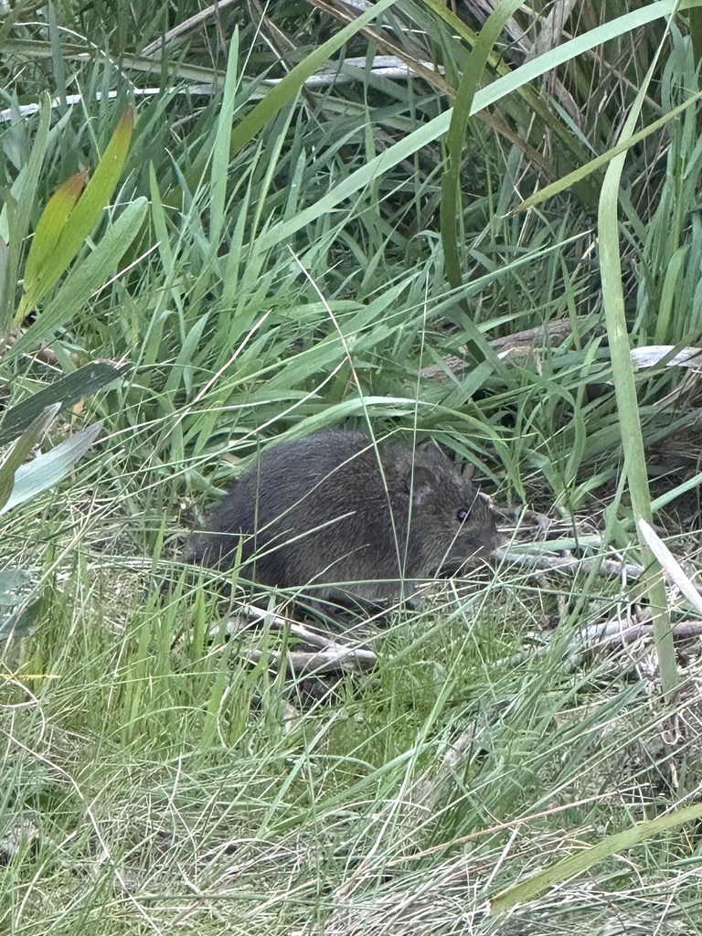Australian Swamp Rat from Moorooduc Quarry Flora and Fauna Reserve ...