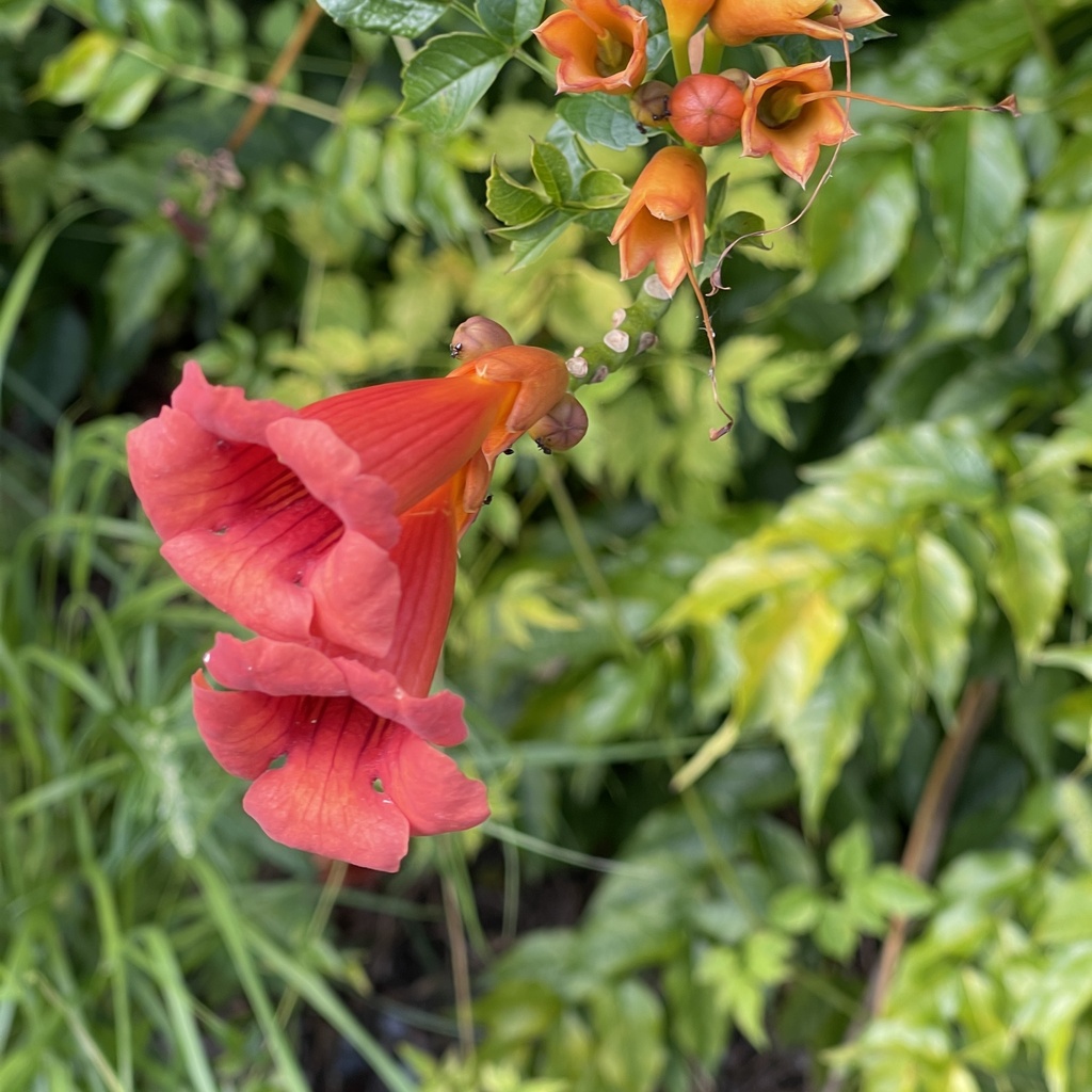 American trumpet vine from Gateway National Recreation Area, New York ...