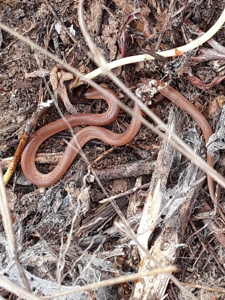 Southeastern Crowned Snake in February 2019 by Meredith Toole · iNaturalist
