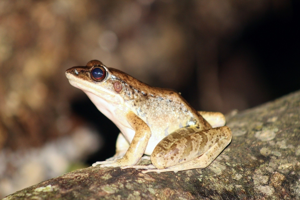 Greater Tip-nosed Frog in September 2023 by dobbby · iNaturalist