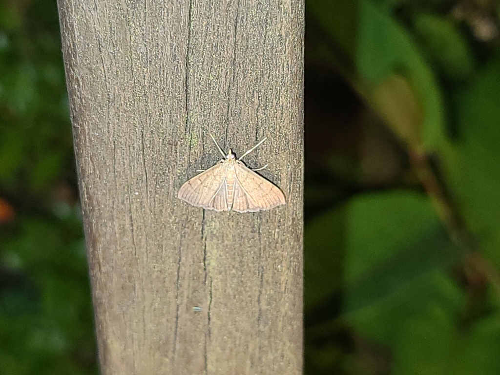 Grass Webworm Moth from 272台灣宜蘭縣金洋村 on September 12, 2023 at 07:21 PM ...