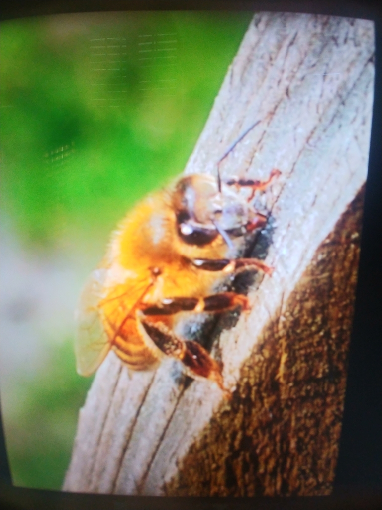Western Honey Bee from Petal, MS 39465, USA on April 8, 2022 by Dewese ...