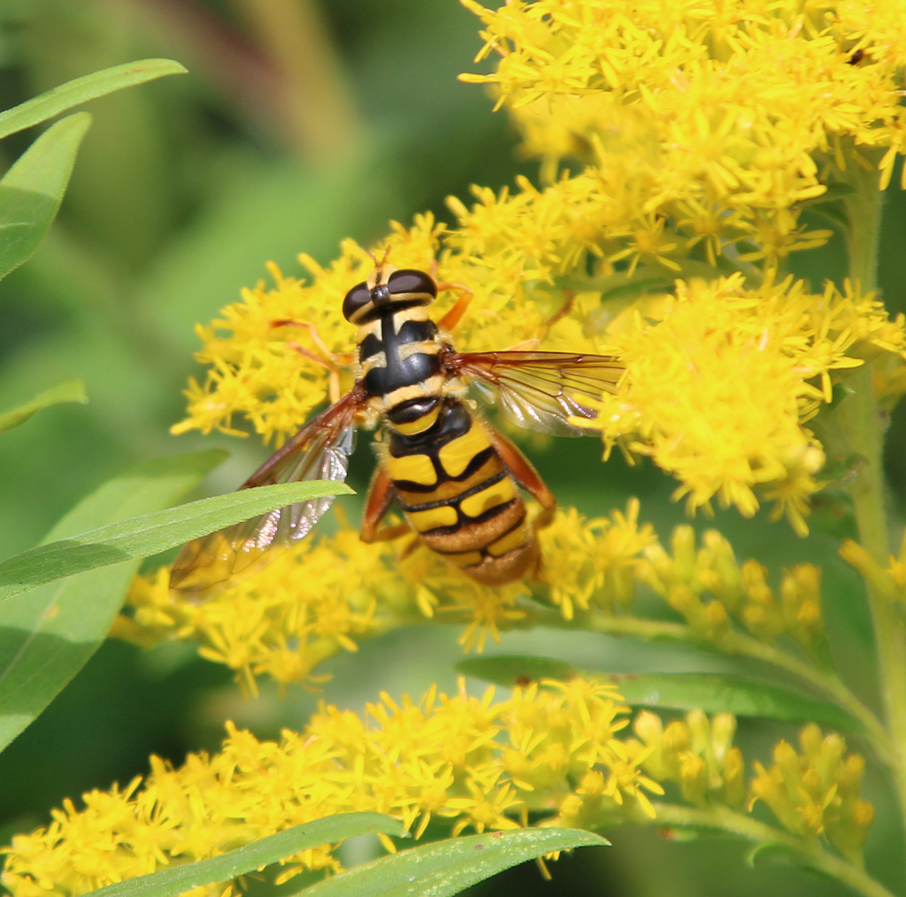 Virginia Giant Hover Fly from Fentress County, TN, USA on September 11 ...
