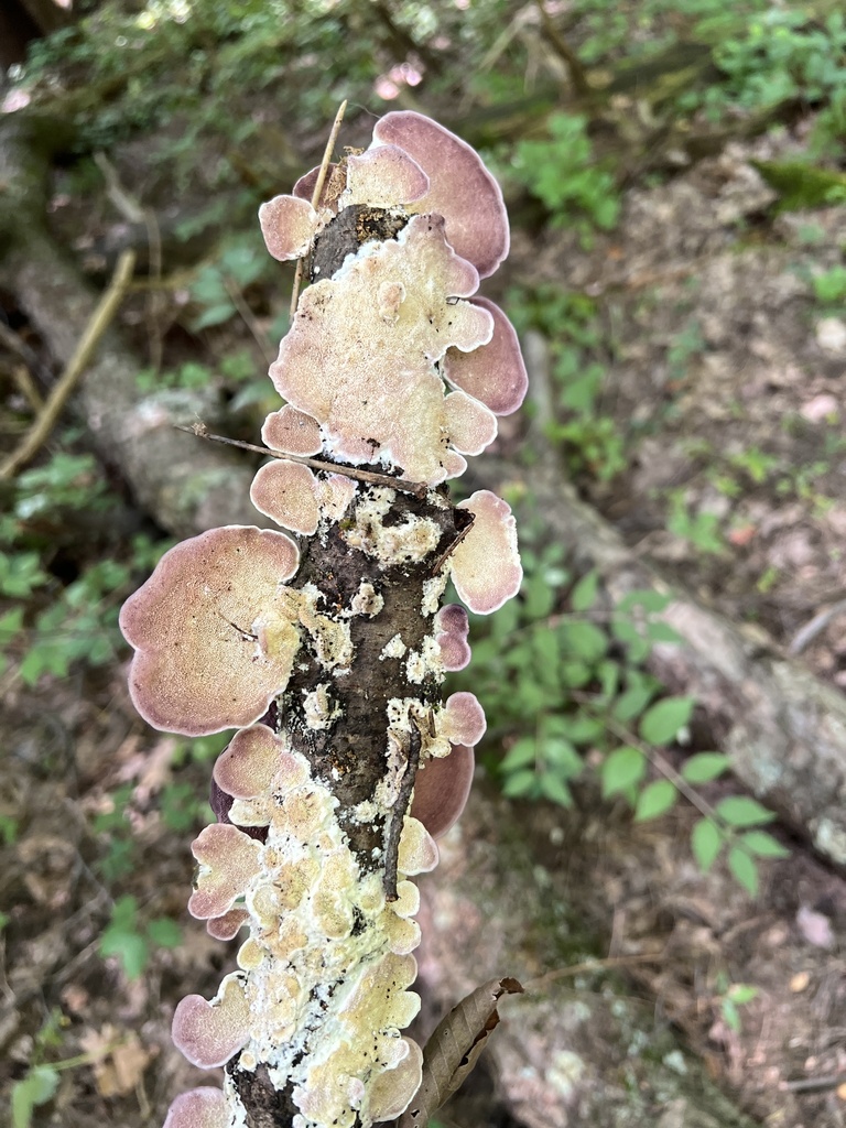 Trichaptum subchartaceum from Plymouth-Ann Arbor Rd, Ann Arbor, MI, US ...