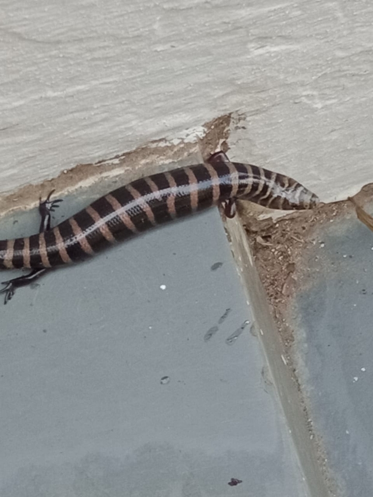 Brazilian Galliwasp from Viçosa do Ceará, CE, 62300-000, Brasil on ...