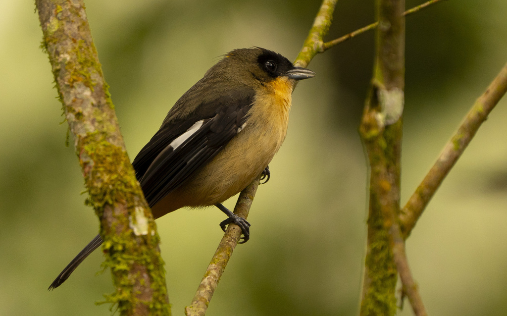 Black-goggled Tanager from Estr. Parque Nacional, Itatiaia - RJ, 27580 ...