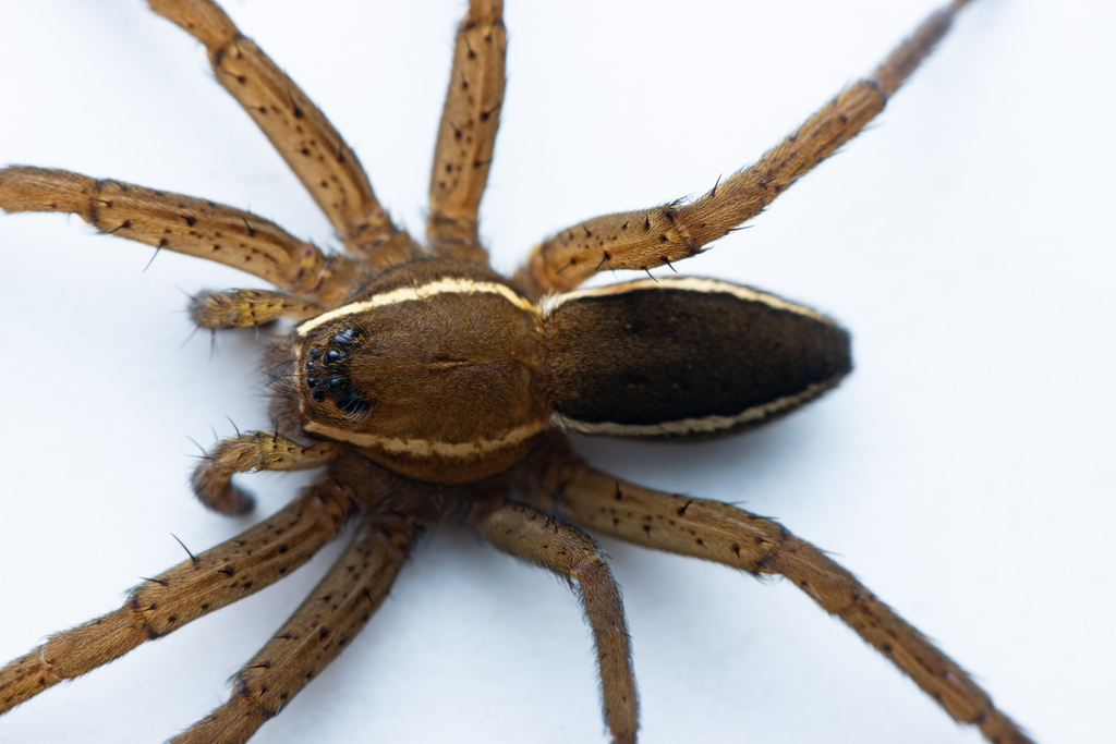 Fen raft spider from 2840 Holte, Danmark on September 12, 2023 by ...