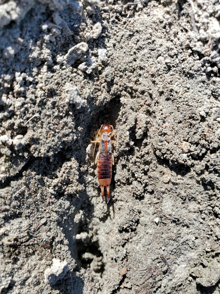 Shore Earwig from Corcoran, CA 93212, USA on September 12, 2023 at 10: ...