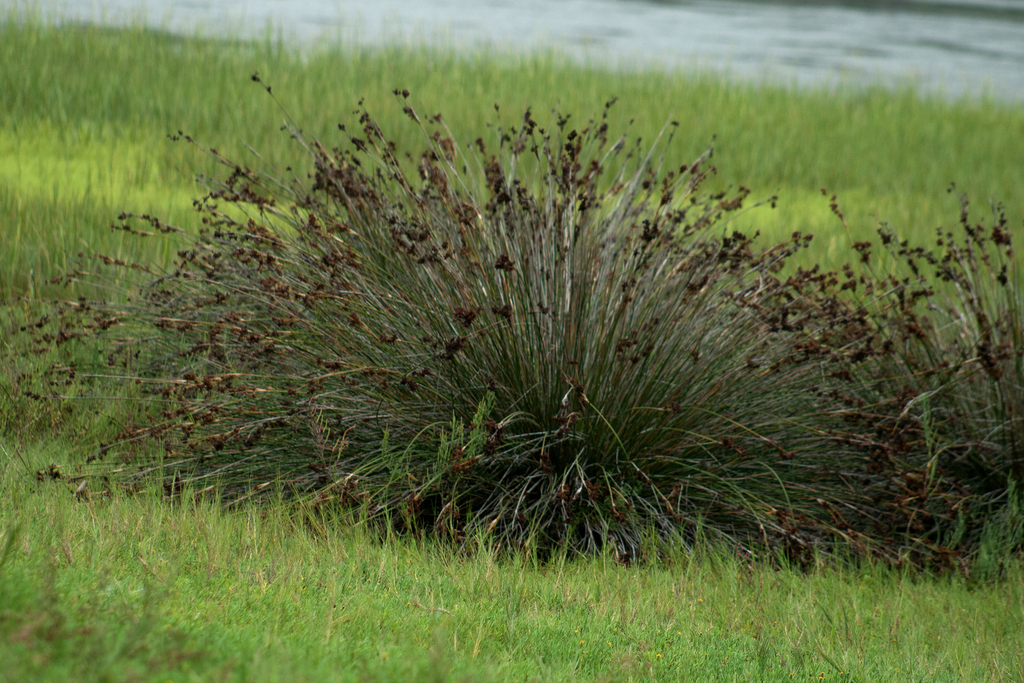 Southwestern Spiny Rush from Batiquitos Lagoon on September 2, 2023 at ...