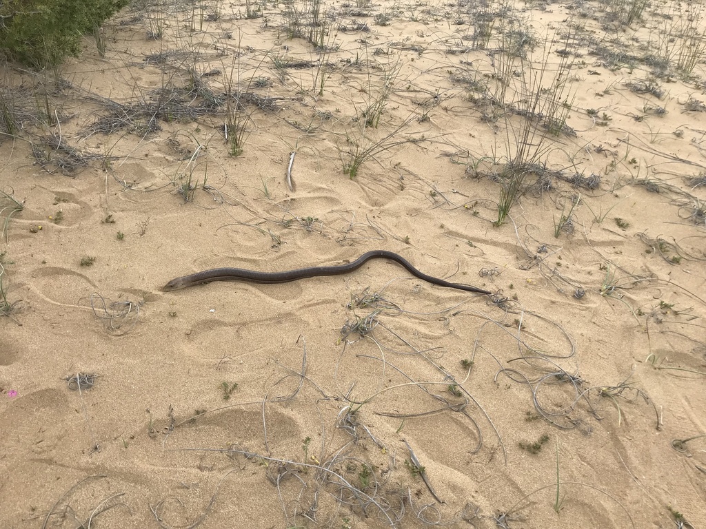 European Glass Lizard in April 2022 by jblythe · iNaturalist