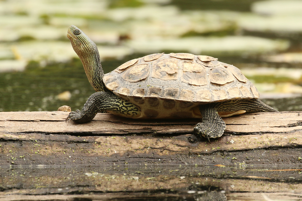 Common thread turtle in September 2023 by Jeremy Gatten. Would love ...
