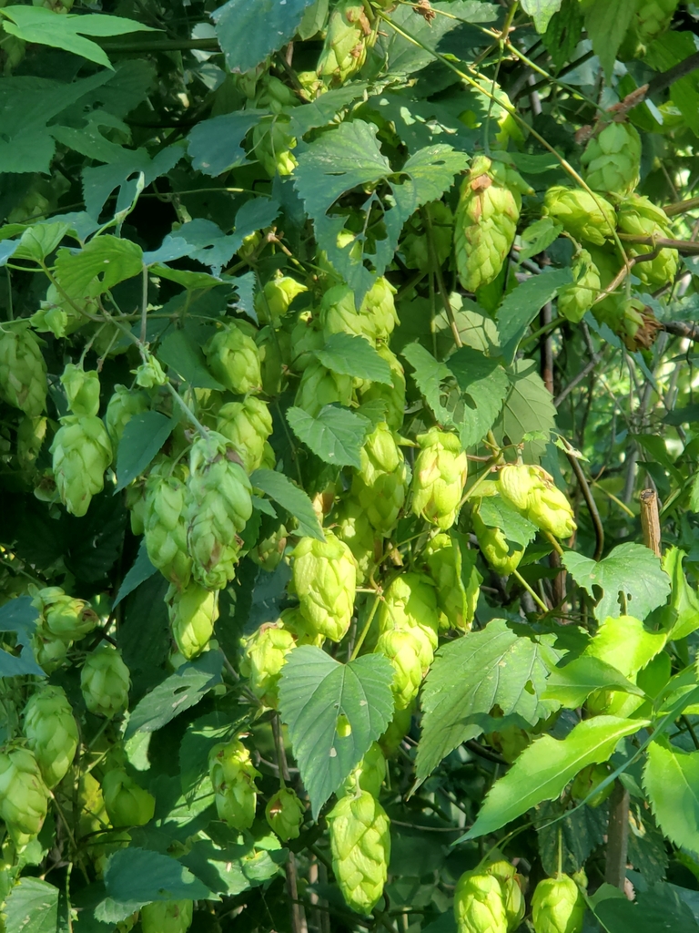 common hops from Jackson Park, Chicago, IL, USA on September 12, 2023 ...