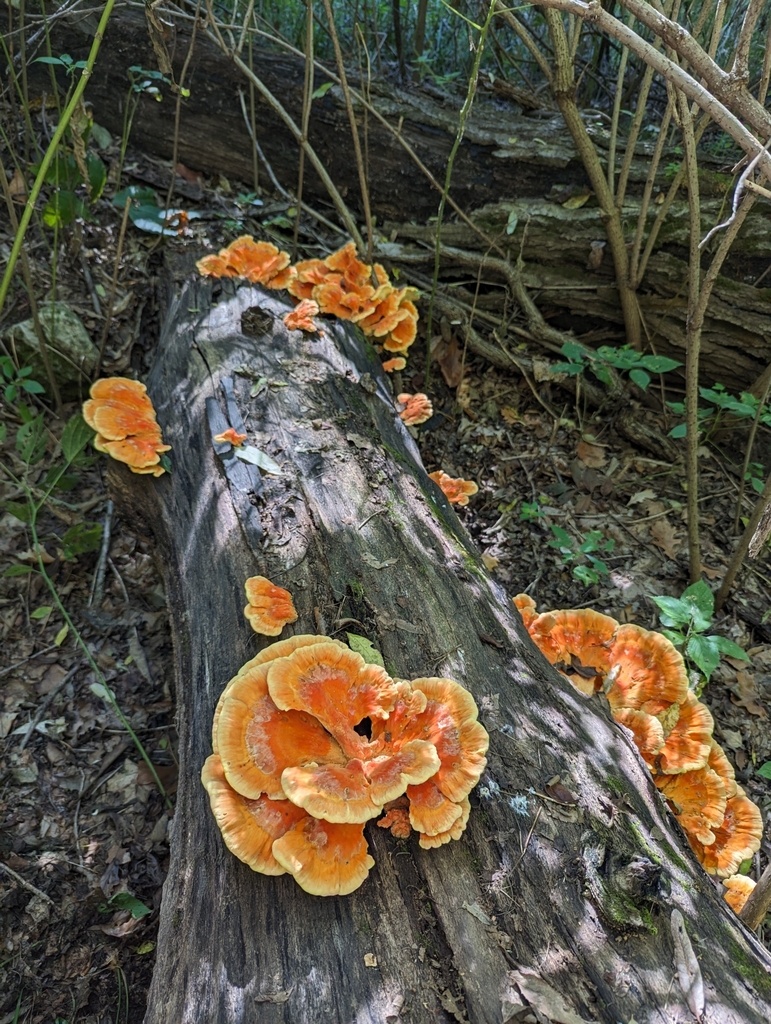 chicken of the woods from Barada, NE, USA on September 12, 2023 at 03: ...