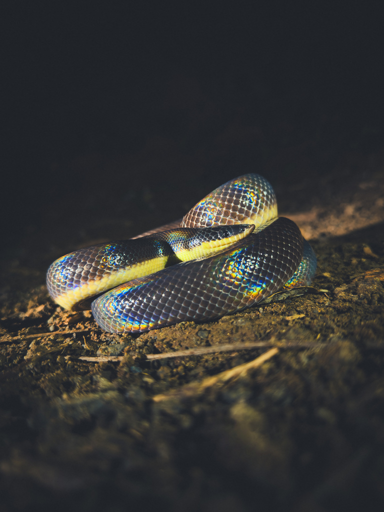 Mexican Burrowing Python from Calle Cerro Los Coyotes, Santa Cruz ...