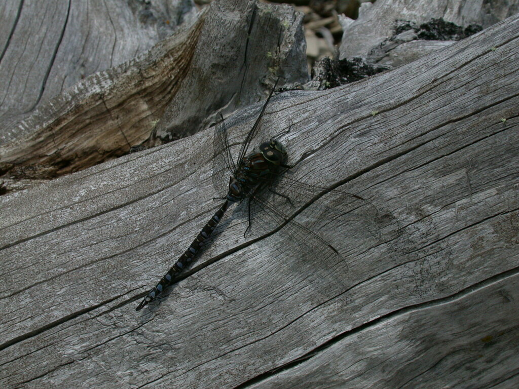Lake Darner from Ile Quarry (Archipelle de Mingan), QC, Canada on July ...