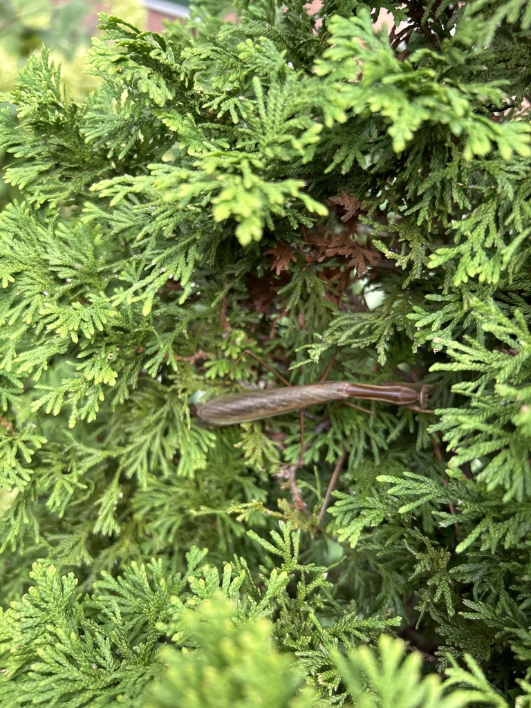 Mantises from Michigan State University, East Lansing, MI, US on ...