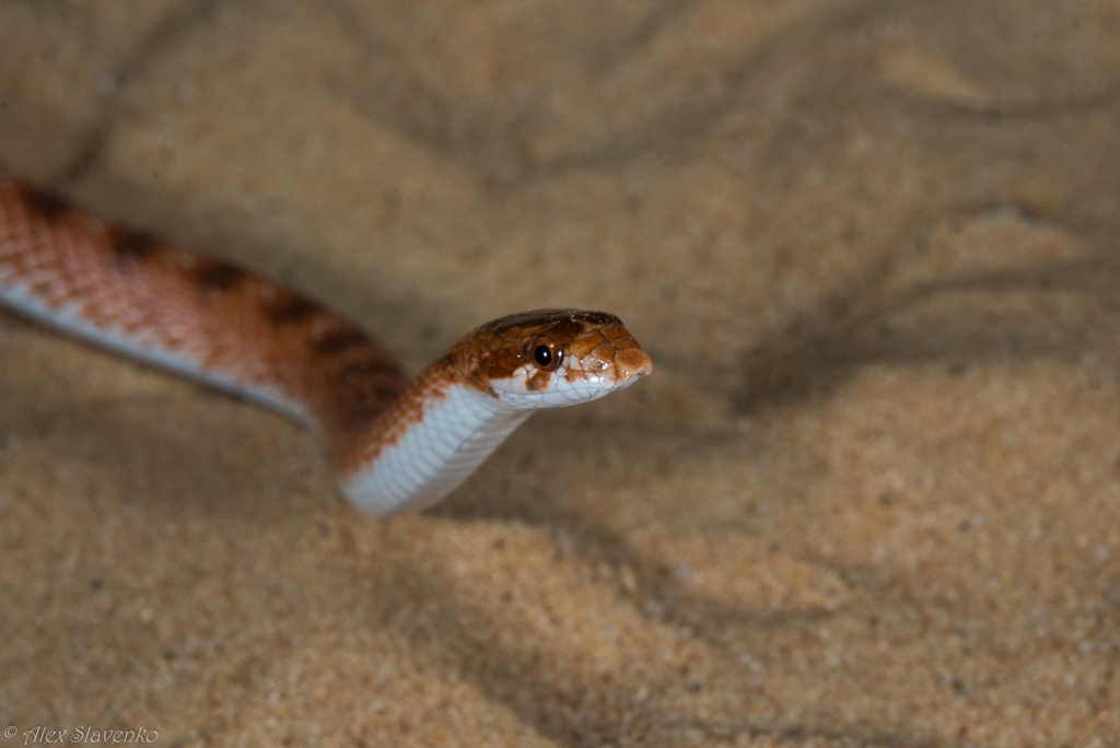 Awl-headed Snake from Be'er Milka, Israel on June 17, 2016 at 08:55 PM ...