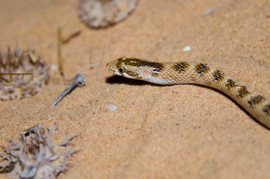 Awl-headed Snake from Be'er Milka, Israel on June 15, 2015 at 08:09 PM ...