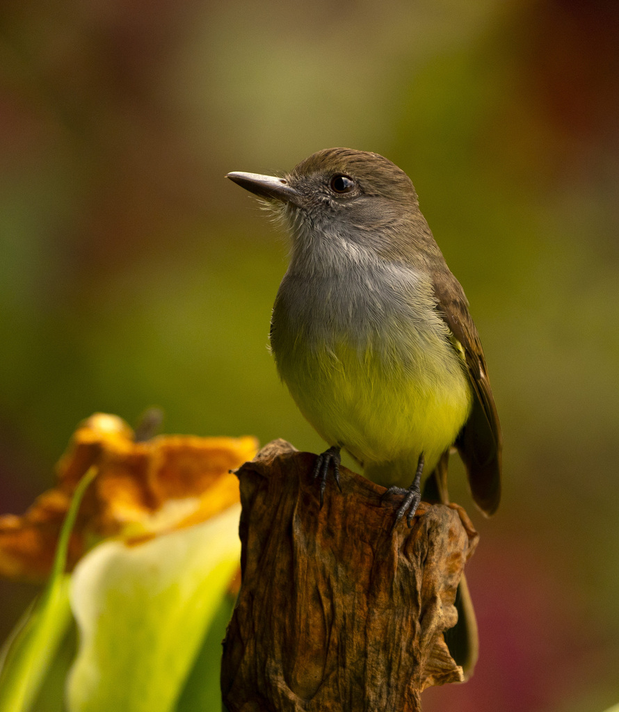 Short-crested Flycatcher from Estr. Parque Nacional, Itatiaia - RJ ...