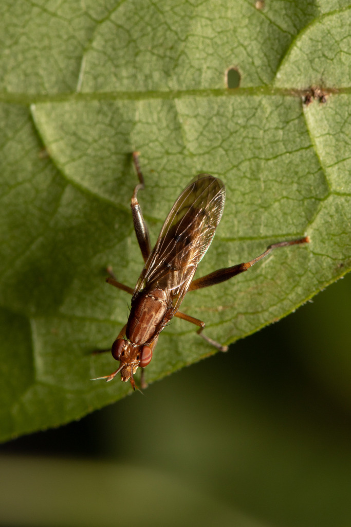 Snail-killing Flies from Lapeer County, MI, USA on September 8, 2023 at ...