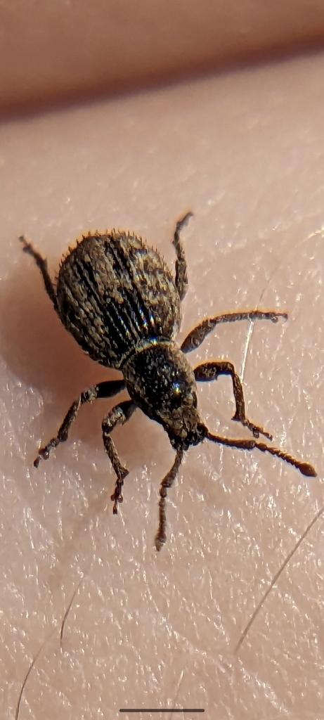 Broad-nosed Weevils from St. Louis, MO 63110, USA on September 12, 2023 ...
