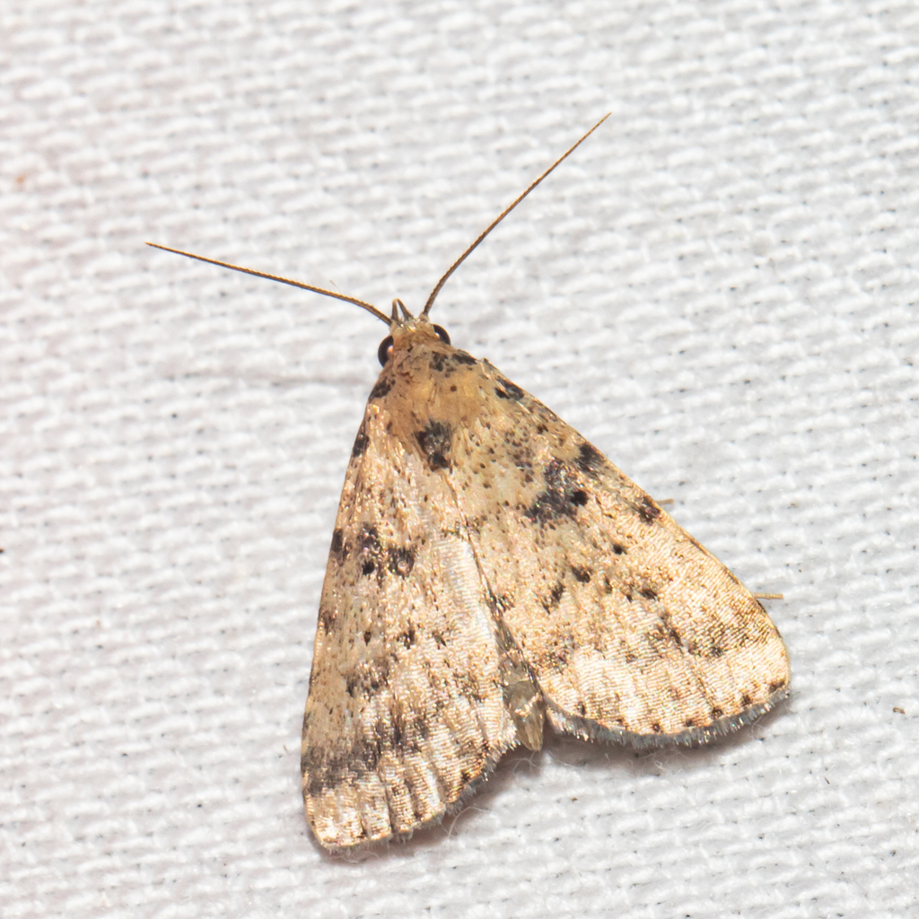Common Arugisa Moth from Anne Arundel County, MD, USA on September 3 ...