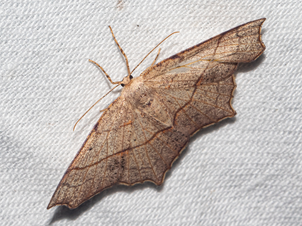 Oak Besma Moth from Anne Arundel County, MD, USA on September 3, 2023 ...