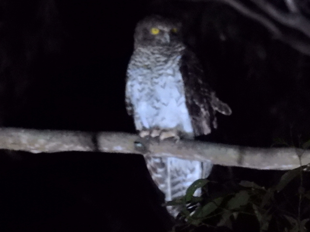Powerful Owl in September 2023 by BrettFindsFrogs · iNaturalist Australia