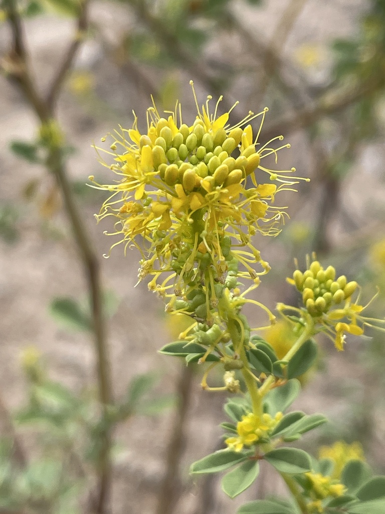 Jackass-clover from Coronado National Forest, Tucson, AZ, US on ...