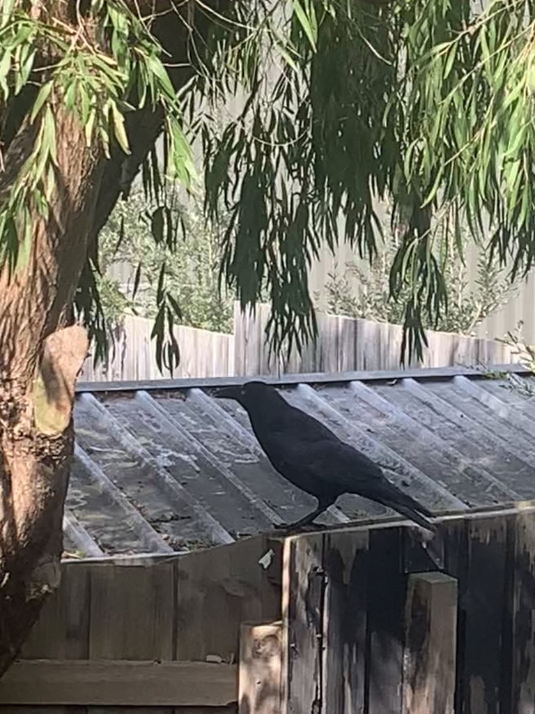 Australian Raven from Maslen Cl, Frankston, VIC, AU on September 13 ...