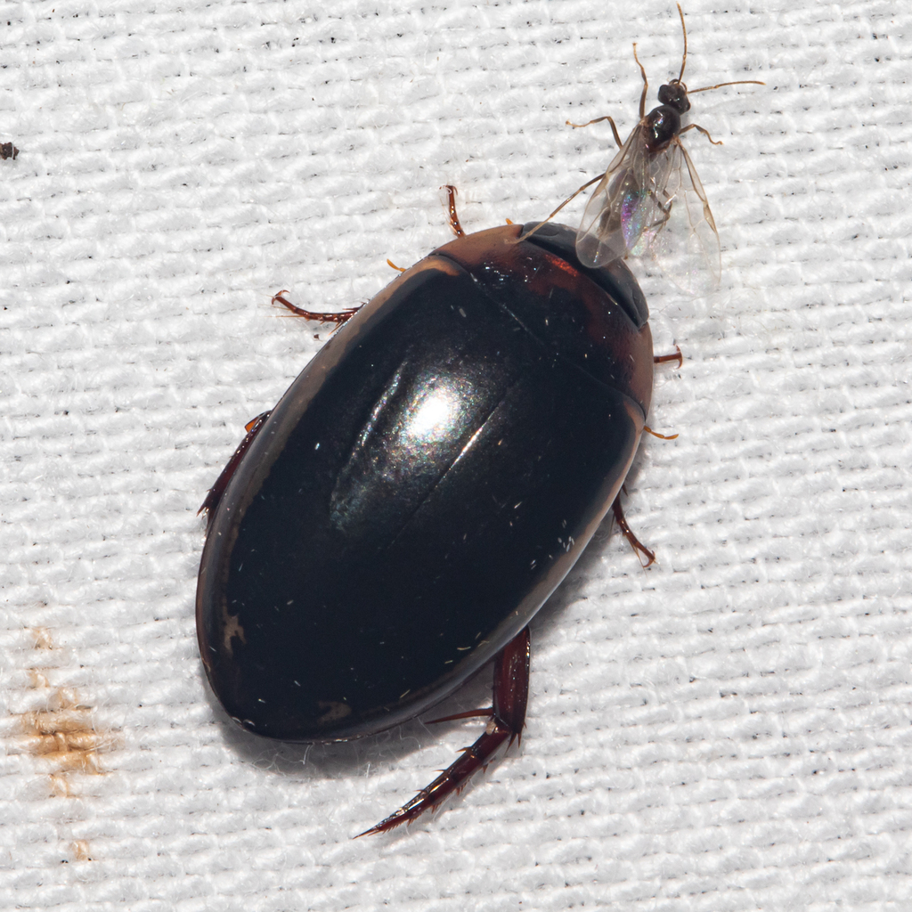 Hydaticus bimarginatus from Anne Arundel County, MD, USA on September 3 ...