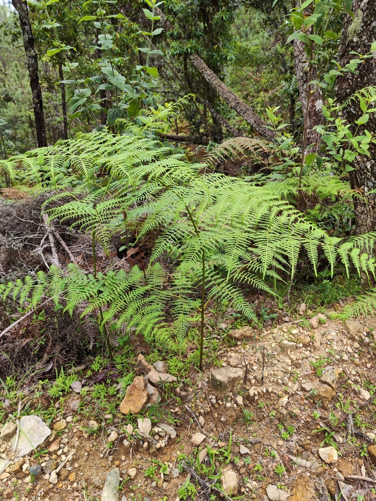 ferns from México, MX on September 12, 2023 at 01:31 PM by luis gustavo ...